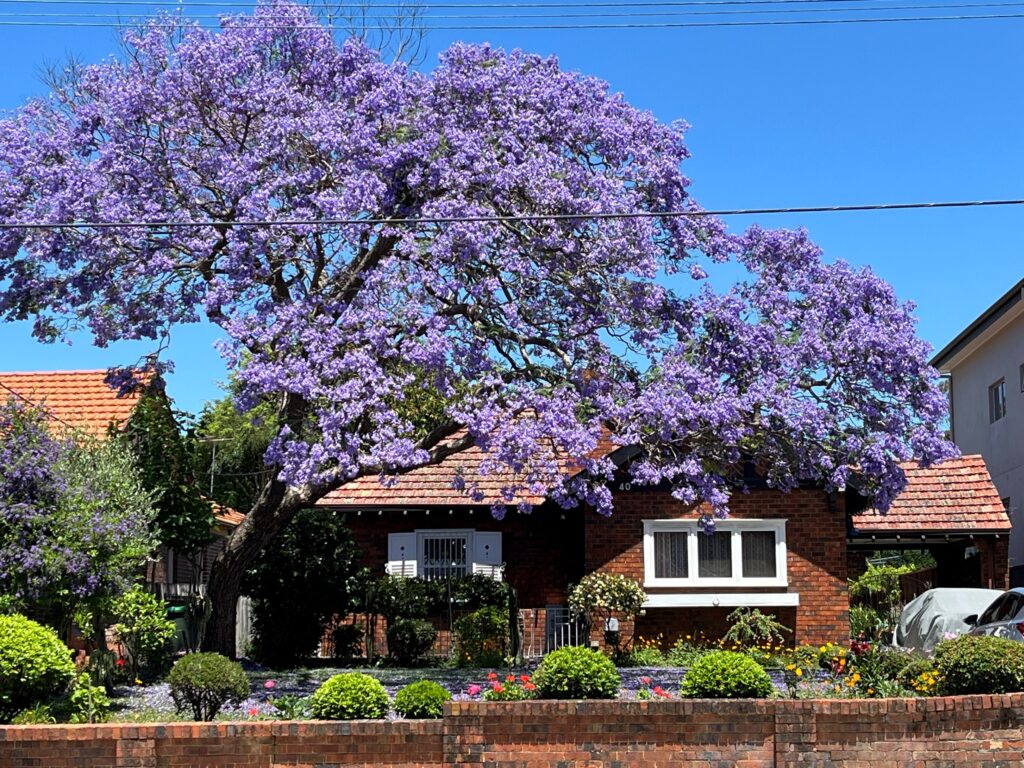 What Types of Flowers Are Popular in Strathfield? - Irish Mirror